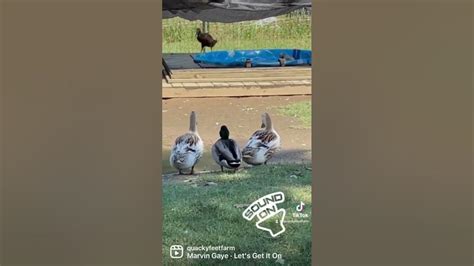 Poor Quacksley The Girls Dont Want His Lovin Youtube