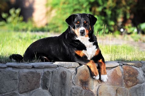 Appenzeller Sennenhund Haustierratgeber