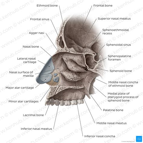Nasal Conchae Anatomy Structure And Function Kenhub