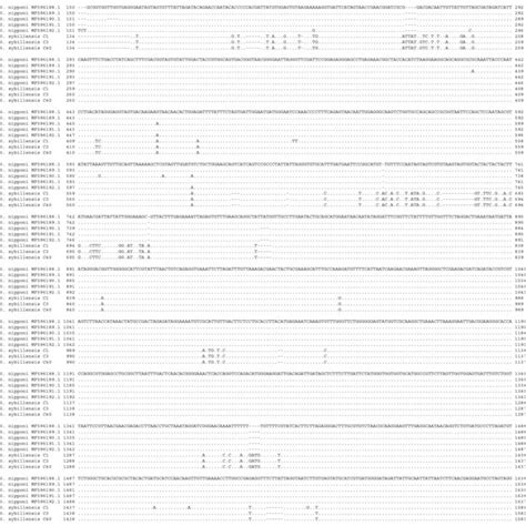 The Phylogenetic Tree Of Selected Sarcocystis Species Including