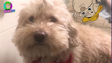 김감자의 추억쏙으로 고창석 닮은 강아지 귀여움걍 울집개 제목 뭐라할지모르겠슴 Youtube