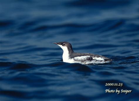 Long Billed Murrelet【brachyramphus Perdix】 スナイパーの「keenな鳥類図鑑」