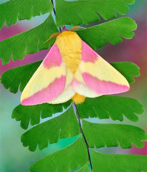 Rosy Maple Moth Cute