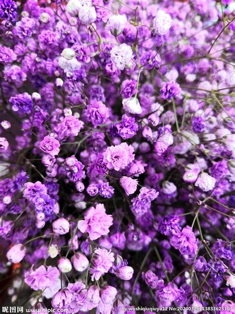 满天星摄影图花草生物世界摄影图库昵图网