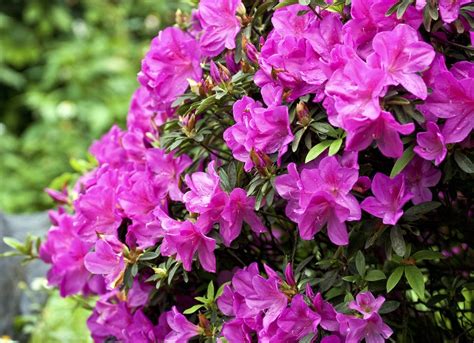 Poisonous Plants In North Carolina 8 To Watch Out For Home And Garden Happenings