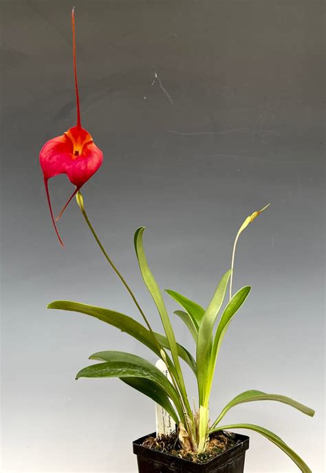 Masdevallia Redshine Sheila Fcc Aos Falcon Sunrise X Marguerite
