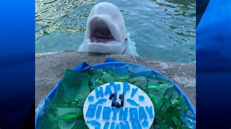 Mystic Aquarium Staff Present Birthday Cake To Juno The Beluga Abc6