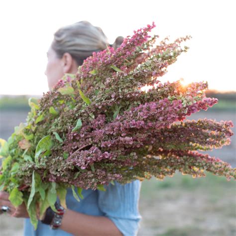 Orach Từ điển Và Hướng Dẫn Chi Tiết Về Loại Rau Dinh Dưỡng Này