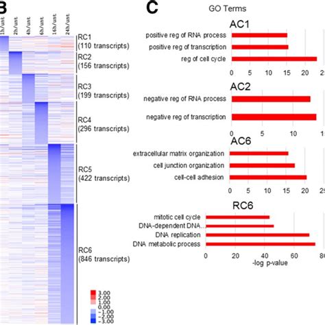 Egf Rna Seq Time Course And Go Terms A Egf Was Added For Indicated Download Scientific Diagram