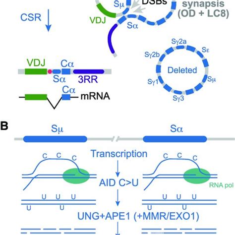 The Role Of 53bp1 In Class Switch Recombination Csr A Schematic Of