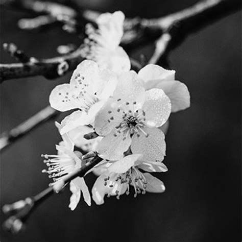 Condoleren Zonder Bentein Pollet Uitvaartzorg Oudenburg Bredene Oostende