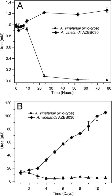 Urea Analysis Of Key A Vinelandii Strains Shown Above Are The Results
