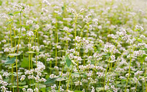 盛开的荞麦田