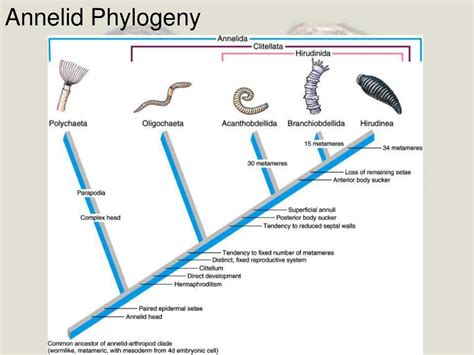 Ppt Phylum Annelida Powerpoint Presentation Free Download Id258520