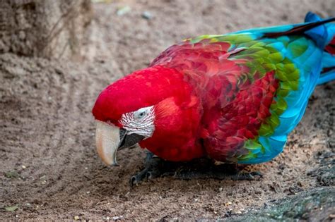 Retrato De Una Guacamaya Roja Ara Macao Foto Premium