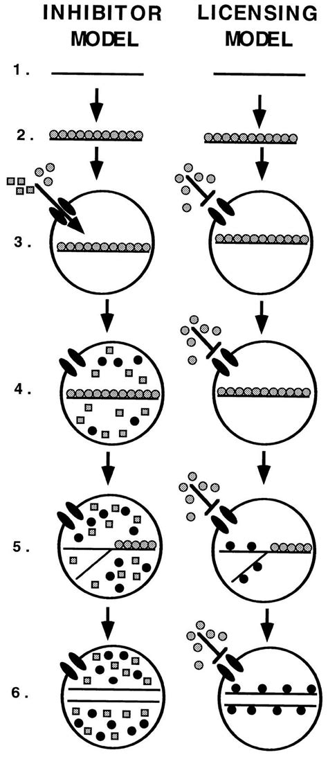 Comparison Between The Inhibitor And Licensing Models In The Inhibitor
