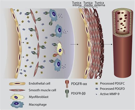 Schematic Figure Describing Expression And Role Of Pdgf C And Pdgf D In
