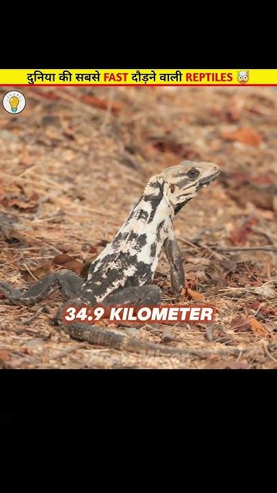 Fastest Reptiles In The Worlds 🤯 Shorts Ytshorts Youtube