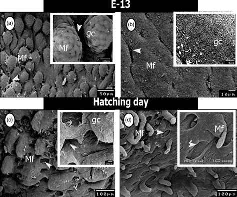 Sem Of E13 And Hatching Day Of Quail Embryo Through Middle And Distal Download Scientific