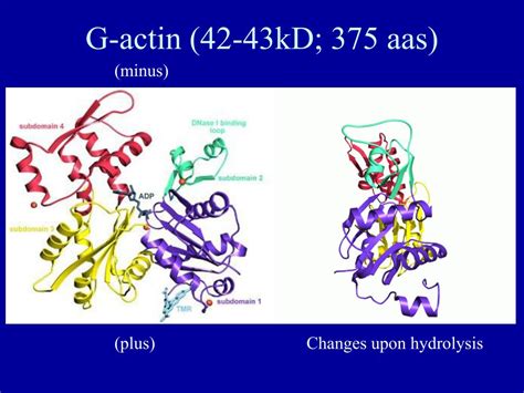 Ppt Microfilaments Powerpoint Presentation Free Download Id1281171