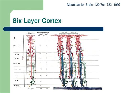 Ppt Cortical Source Localization Of Human Scalp Eeg Powerpoint