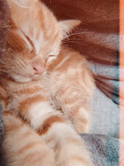 Cute Orange Kitten Sleeping
