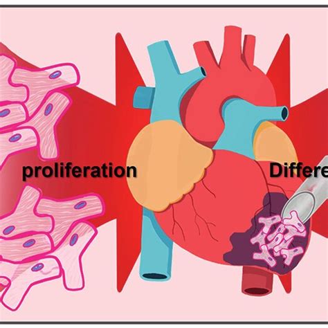 Recruitment Of Functional Cardiomyocytes Cm Cardiomyocyte Hand2