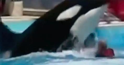 Sex Crazed Seaworld Orca So Dangerous Hes Been Locked Away From Humans Since 2004 Daily Star