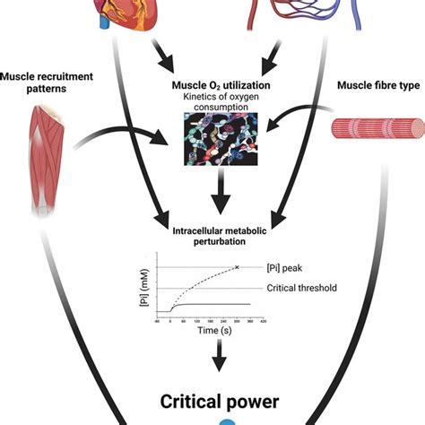 Schematic Illustrating An Adaptation Of Wassermans Classic Gears” Download Scientific Diagram