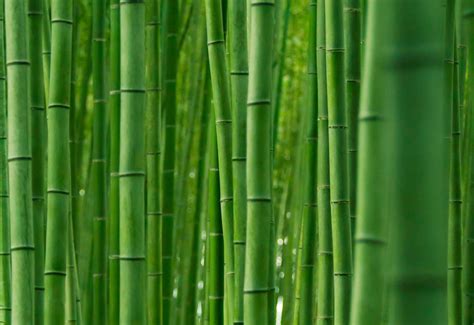 Growing Bamboo