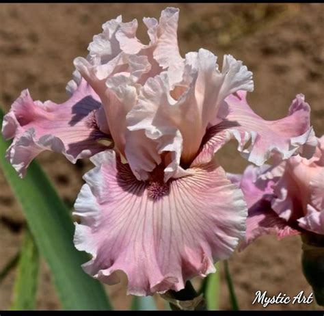 Pin By Shannon Murphy On Iris I Want Iris Garden Mystical Art Bearded Iris