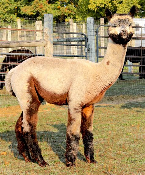 Barn Stormer Fun In The Country Alpacas