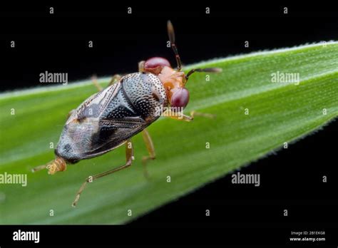 Big Eyed Bug Geocoris Sp Geocoris Is A Genus Of Insects In The