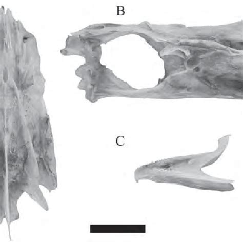 Características Osteológicas Polydactylus Oligodon Cfa Ic 196