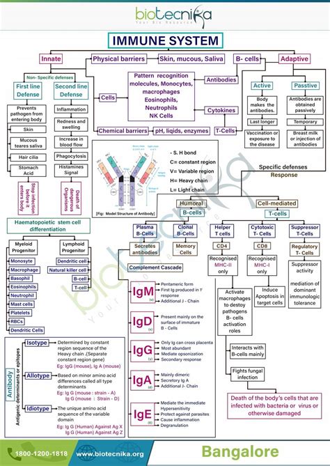Immune System Biology Facts Medical School Life Medical School Essentials