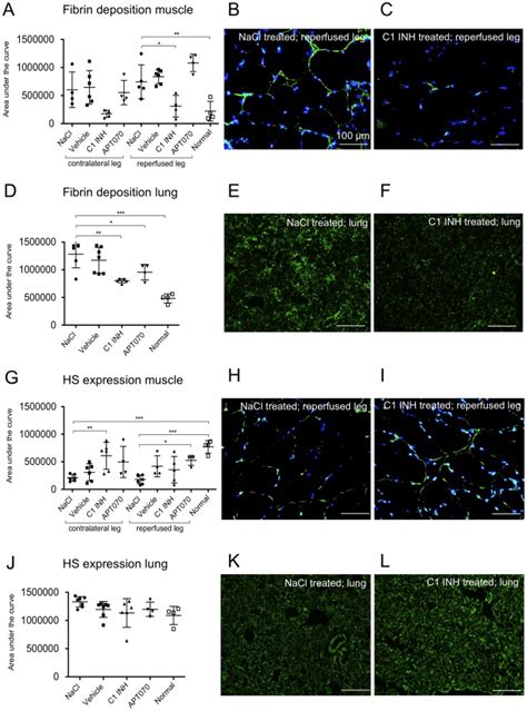 A D G And J Quantification Data From Immunofluorescence Stainings Download Scientific