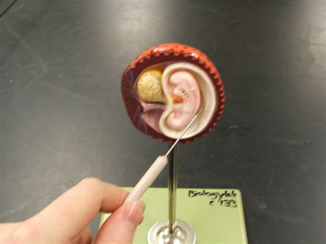 Amnion Around Embryo Humantestpattern Flickr