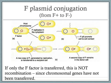 Ppt Bacteria Powerpoint Presentation Free Download Id1928669