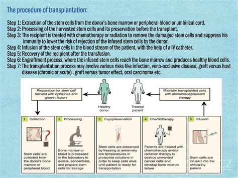 Hematopoietic Stem Cells Transplantation Pptx