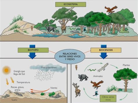 Ecosistemas Y Sus Componentes Basicosppt Ecosistemas Y Sus Componentes Basicosppt