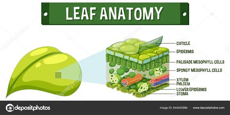 Internal Structure Leaf Diagram Illustration Stock Vector By