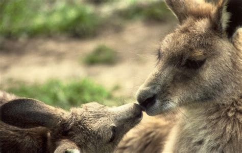 Home Phillip Island Wildlife Park
