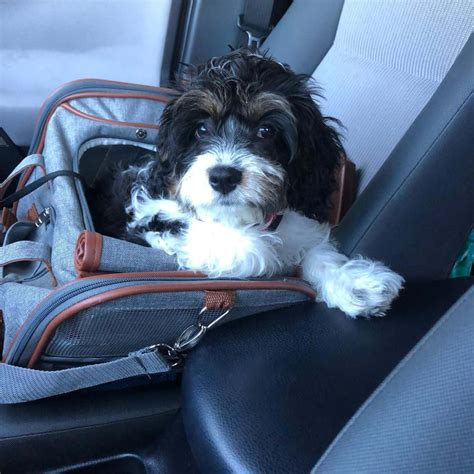 30 Breathtaking Havanese Mixes Just For You Bubbly Pet