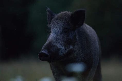 Feral Hogs In Arizona Where Do They Roam And Are They Dangerous