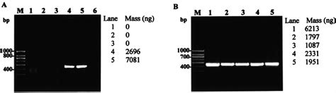 Optimization Of Cell Lysis Protocol For Direct Pcr Based Detection Of Download Scientific
