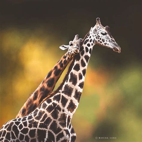 Marina Cano Wildlife Photographer