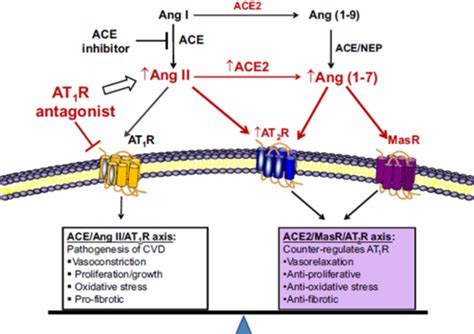 Arbs Flashcards Quizlet