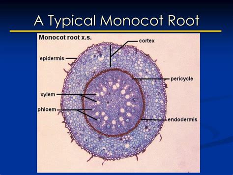 Ppt Today Introduction To Plant Anatomy Powerpoint Presentation