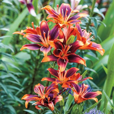 Brecks Multicolor Forever Susan Asiatic Lily Dormant Flowering Bulbs 3