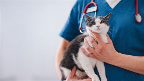 Surgical Consent Form Concord Parkway Animal Hospital